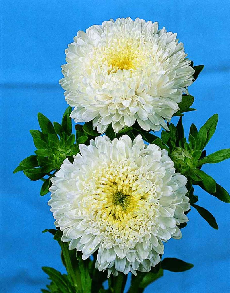 Callistephus (Aster) chinensis Matador White - Muller Seeds