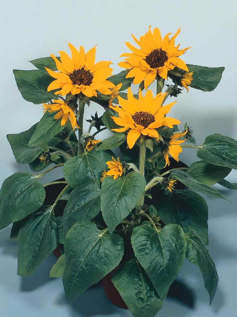 Helianthus annuus Pacino Cola - Muller Seeds
