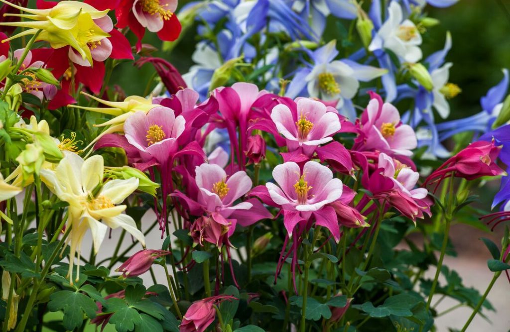 Aquilegia caerulea Kirigami Mix - Muller Seeds