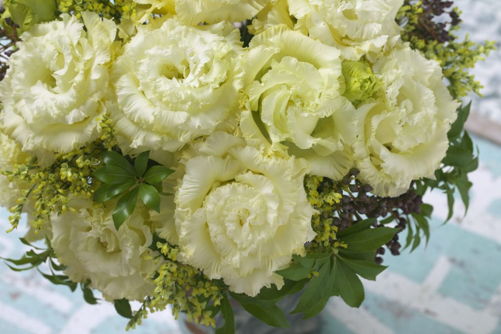 Lisianthus (Eustoma) grandiflorum Corelli SU 3 Yellow - Muller Seeds