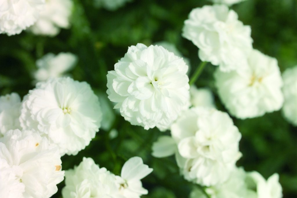 Achillea ptarmica Marshmallow (BeGreen Pelleted) - Muller Seeds